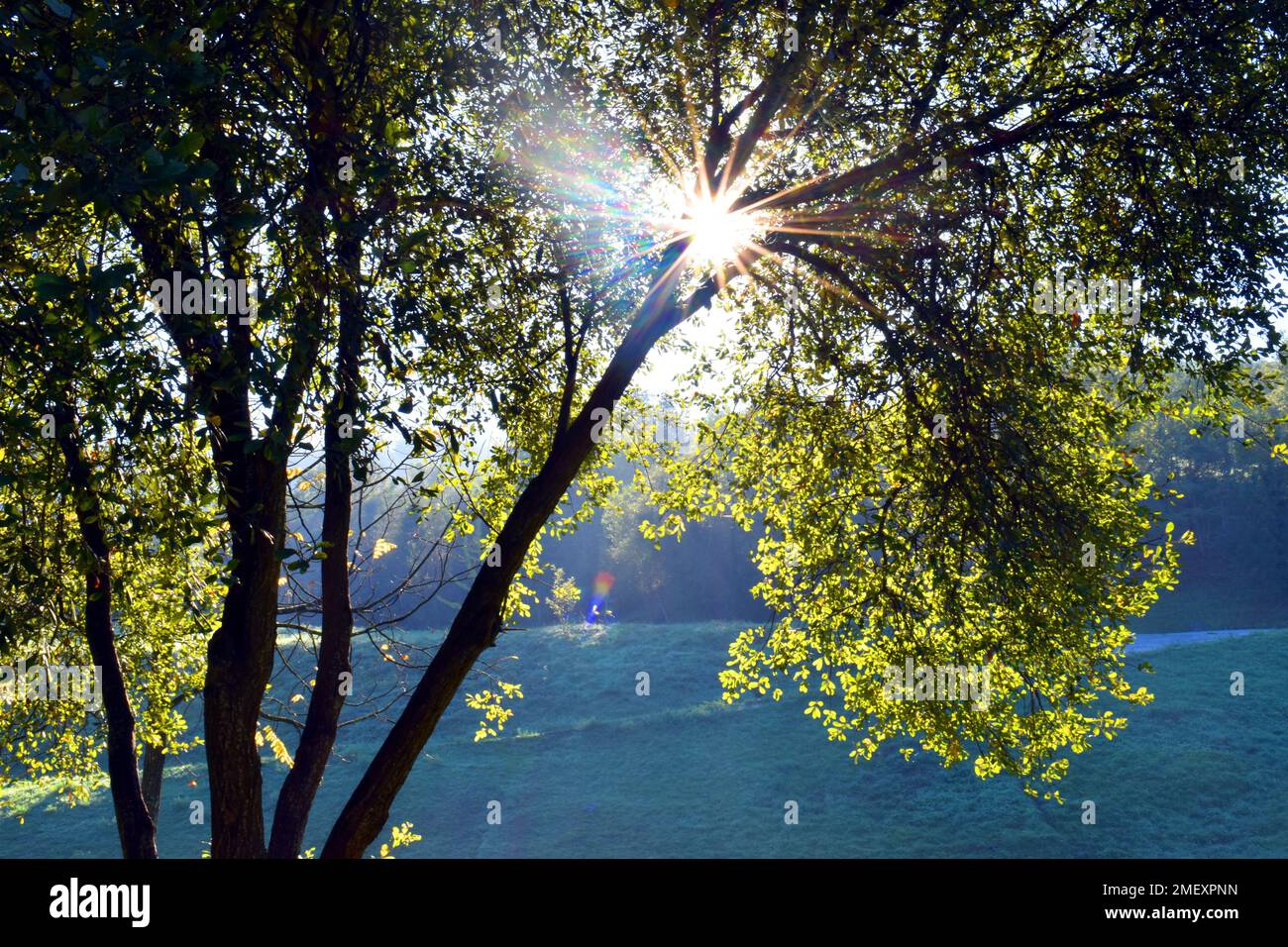 The sun's rays filter through the branches of a tree Stock Photo - Alamy
