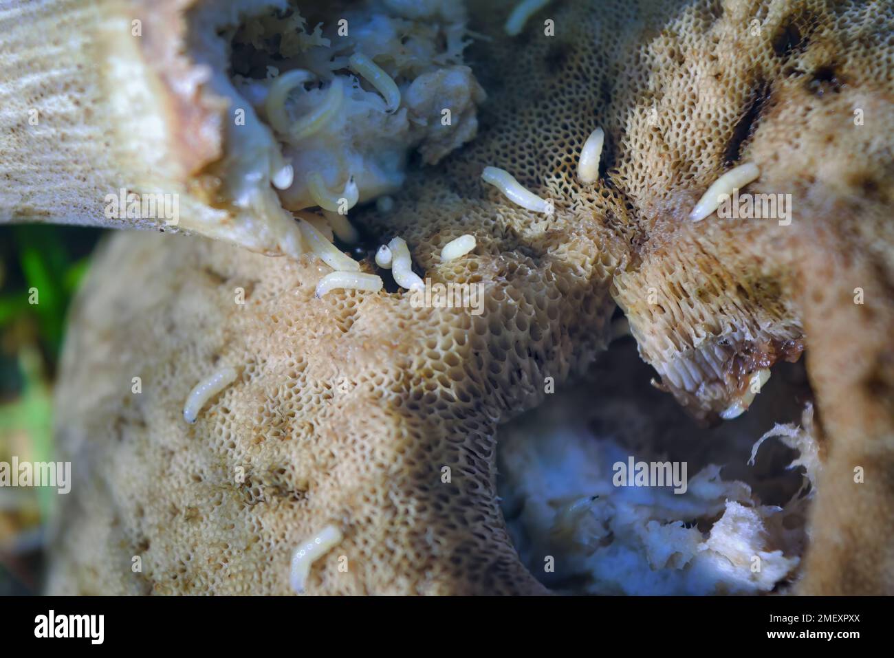 Larvae, cocoons of flies of the family Mycetophilidae close-up Stock ...