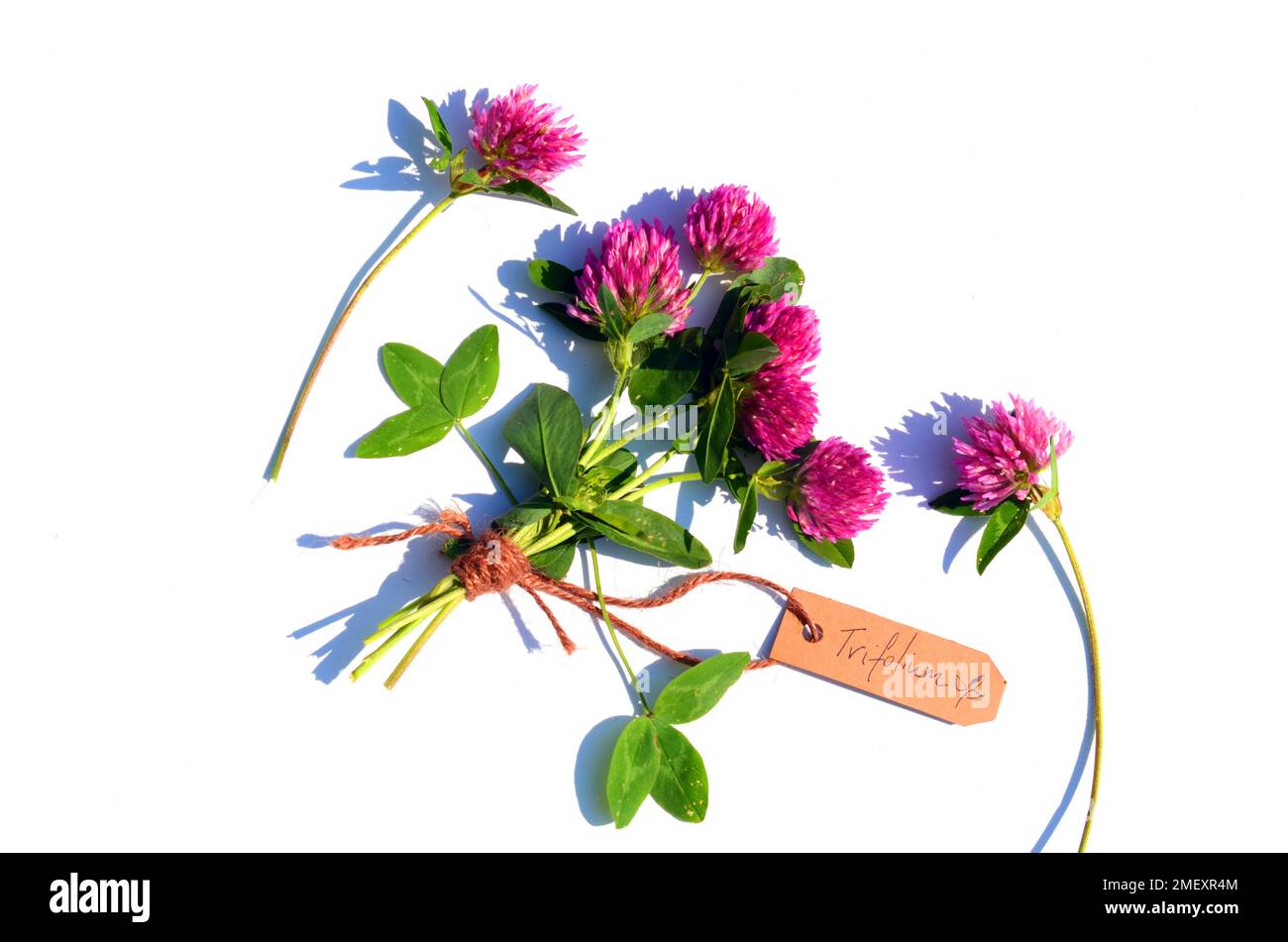 Medicinal plants: bouquet of red clover (Trifolium pratense) on a white ...