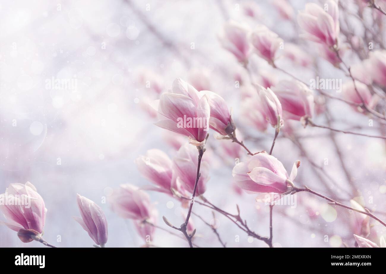 Floral background with pink Magnolia Stock Photo - Alamy