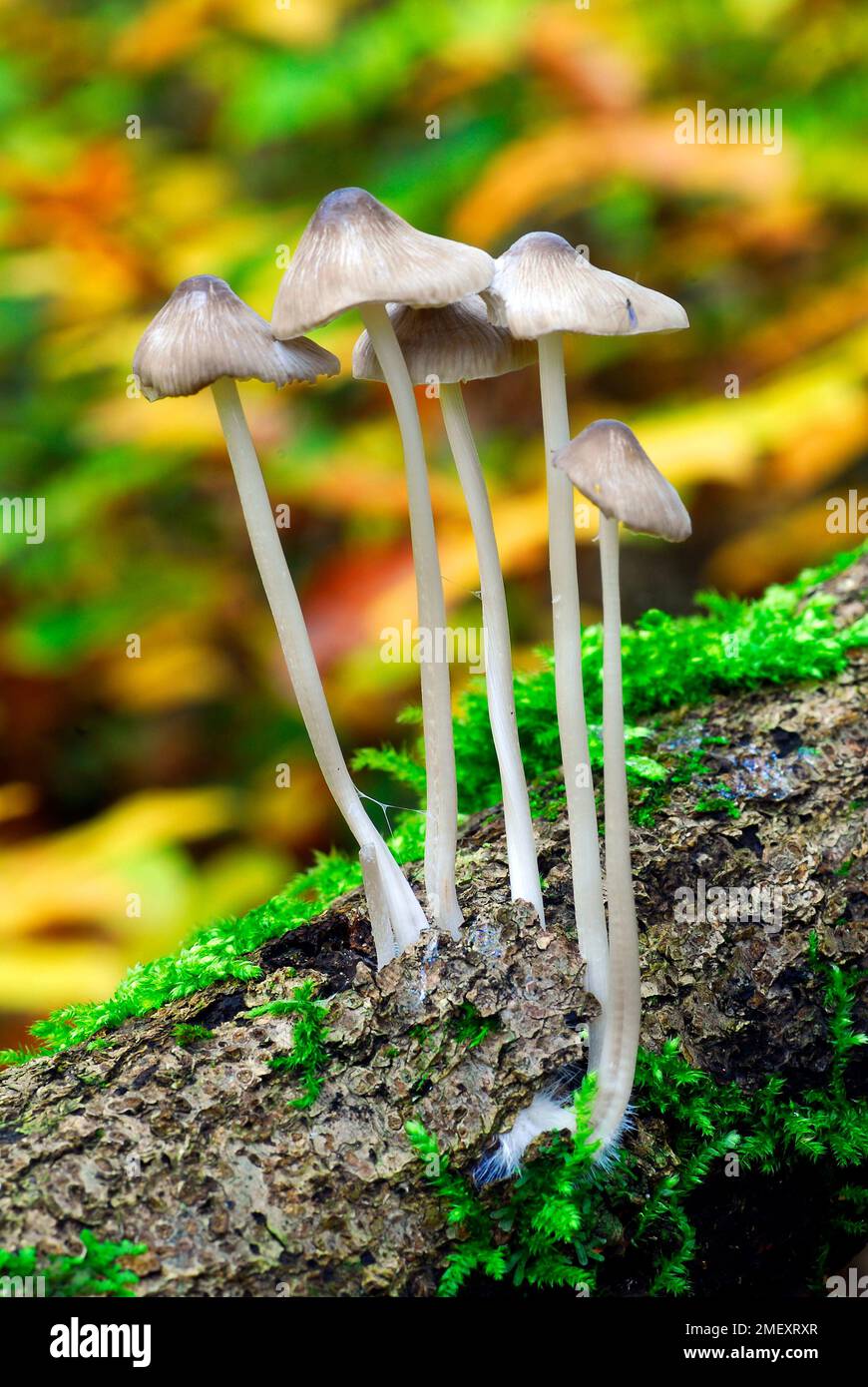 Fungus of the genus Mycena spp. growing on dead wood in a forest Stock ...