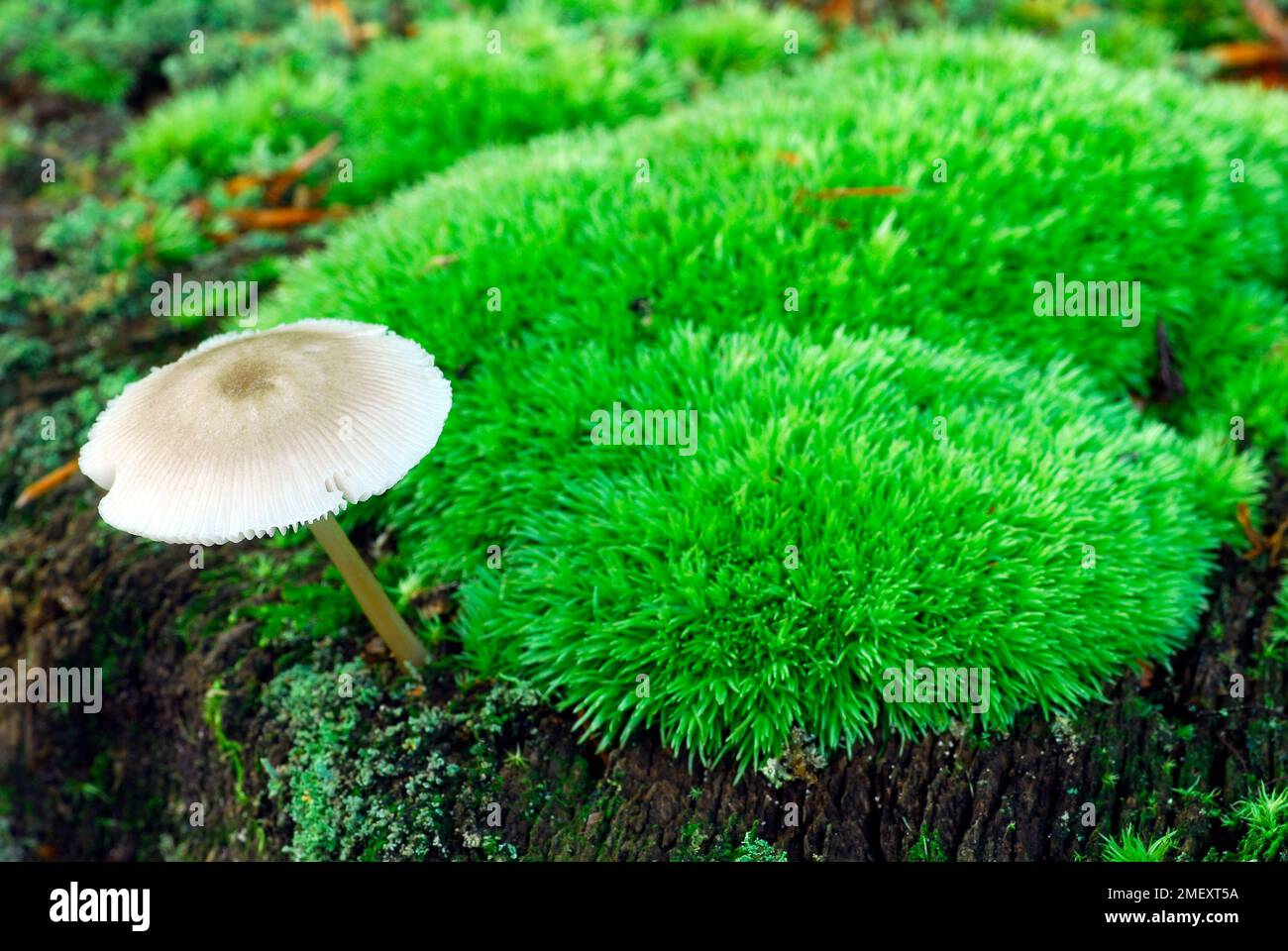 Fungus of the genus Mycena spp. growing on dead wood in a forest Stock ...