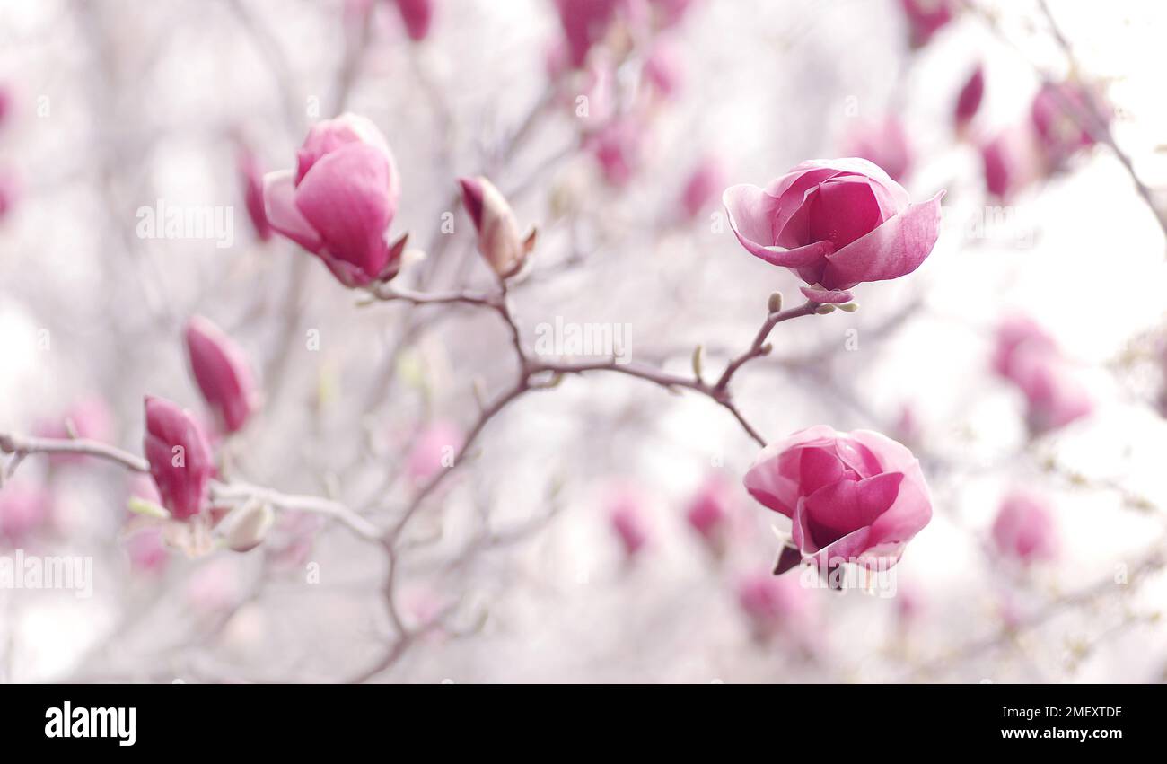 Floral background with pink Magnolia Stock Photo - Alamy