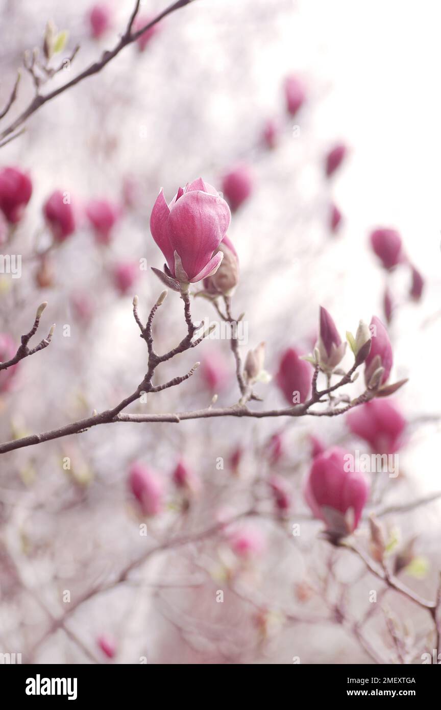 Floral background with pink Magnolia Stock Photo - Alamy