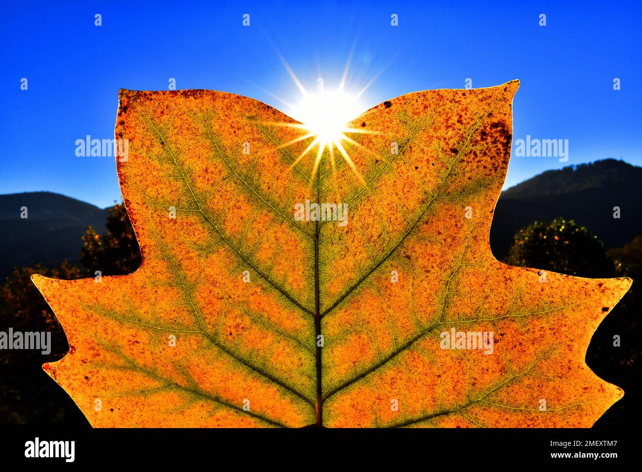 Tulip tree leaf (Liriodendron tulipifera) seen against the light with ...