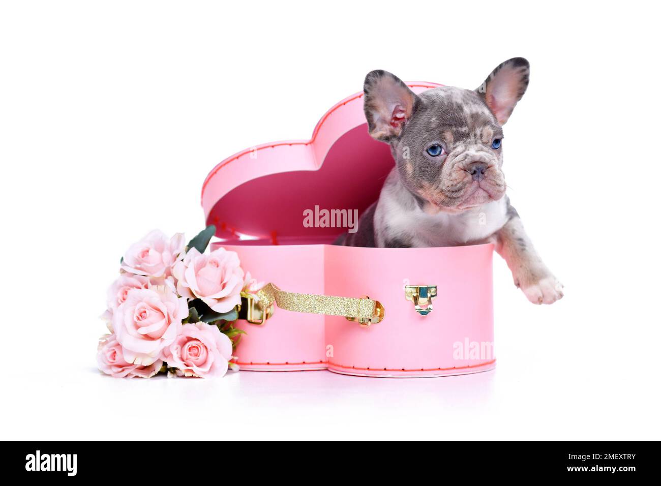 French Bulldog dog puppy in Valentine's Day trunk box in shape of pink ...