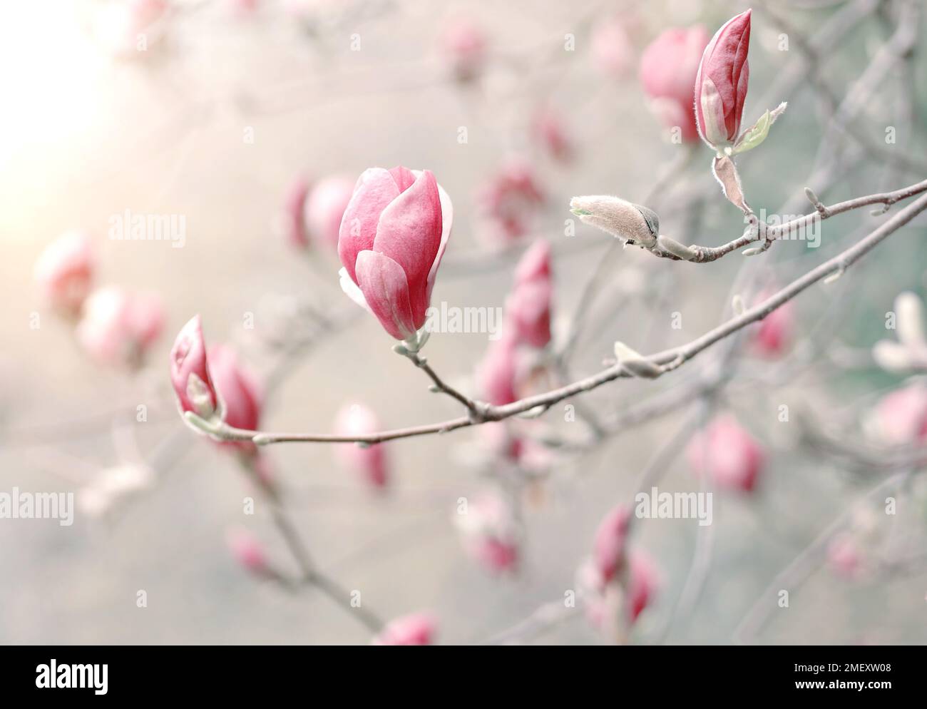Floral background with pink Magnolia Stock Photo - Alamy