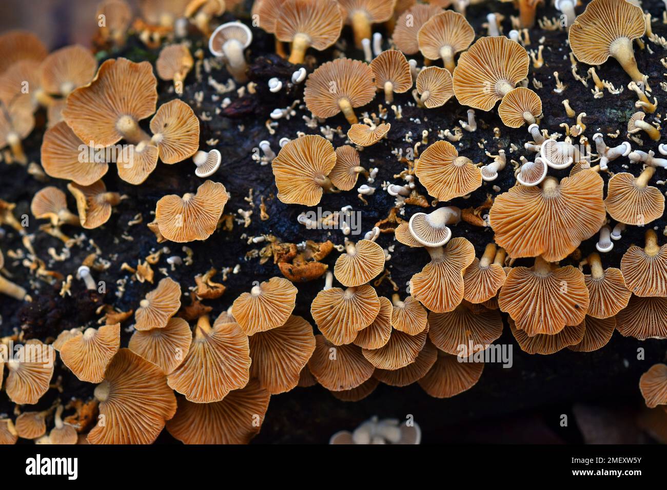 Crepidotus species hi-res stock photography and images - Alamy