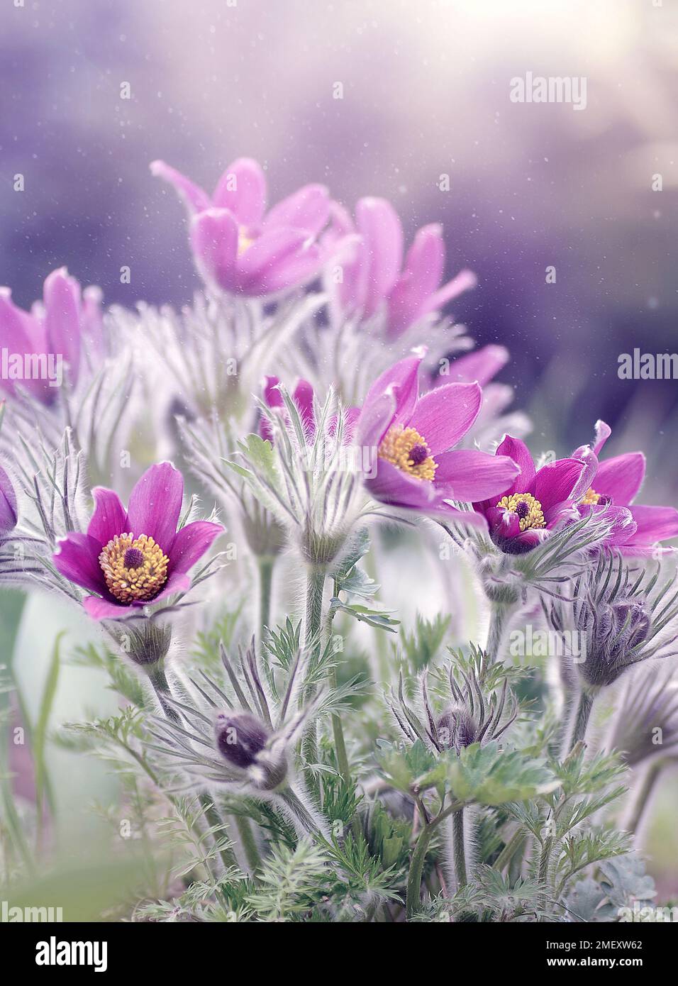 Pasque flowers Pulsatilla vulgaris on a blurry light background Stock ...