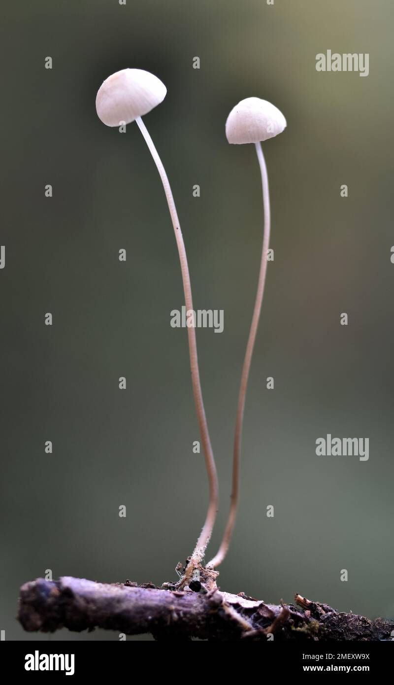 Mycena spp hi-res stock photography and images - Alamy