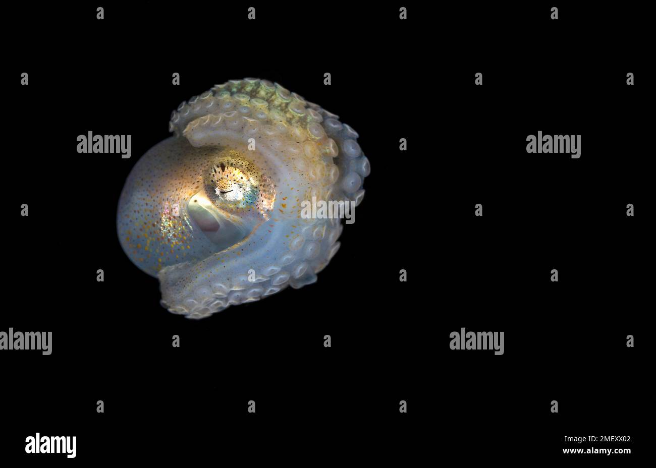 bobtail squid, Euprymna sp., juvenile, swimming in mid water ...