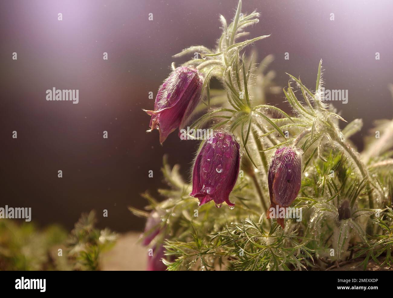 Pasque flowers (Pulsatilla vulgaris Stock Photo - Alamy