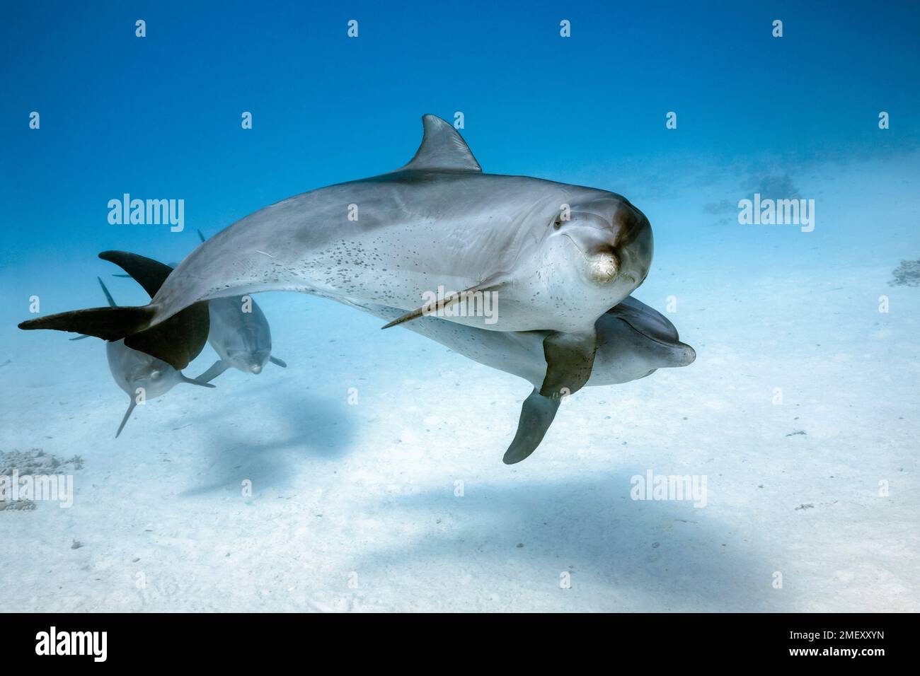 common bottlenose dolphin, Tursiops truncatus, Shaab El Erg, El Gouna ...