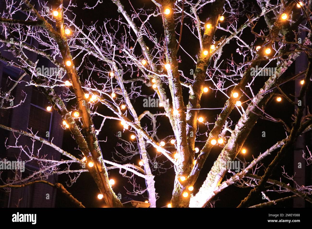 The deciduous tree branches decorated with lights at night Stock Photo ...