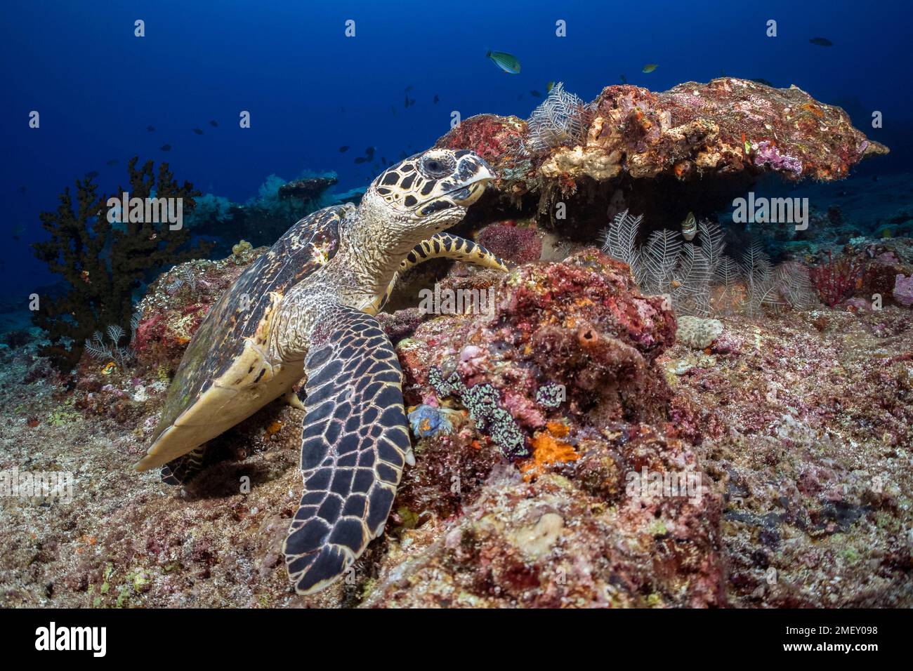hawksbill sea turtle, Eretmochelys imbricata, West Papua, Indonesia ...