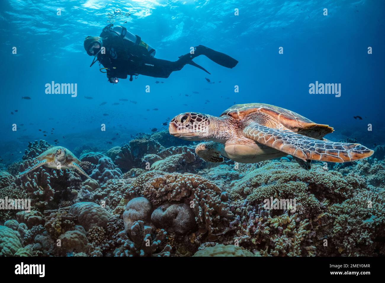 green sea turtle, Chelonia mydas, and scuba diver, Tubbataha Natural ...