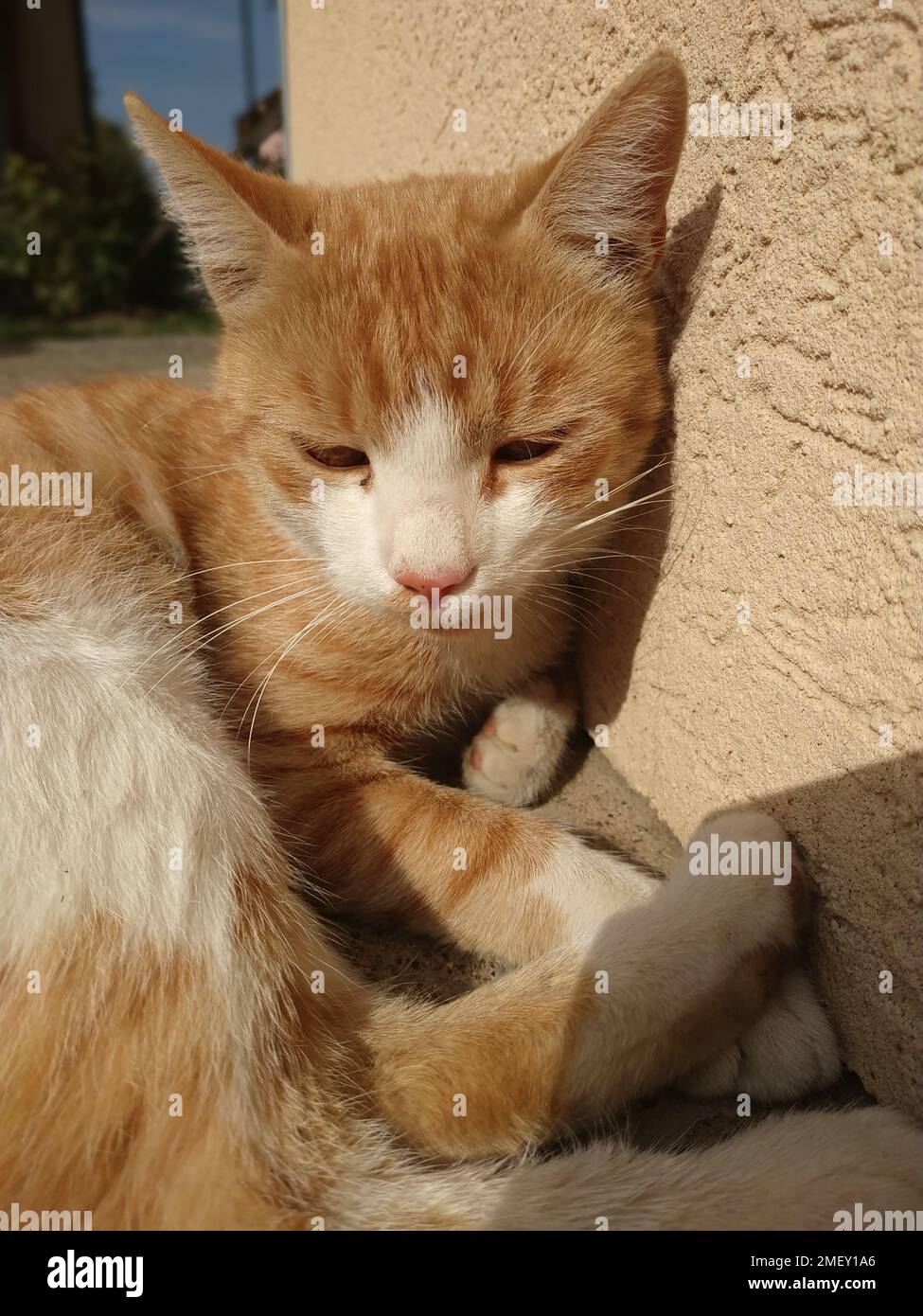 Sunbathing a cat during the day Stock Photo - Alamy