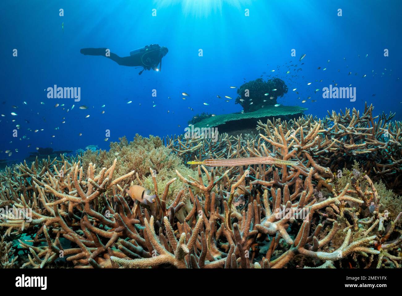 trumpetfish, aulostomus chinensis, diver, hard coral reef garden top, nusa laut, ambon, banda ...