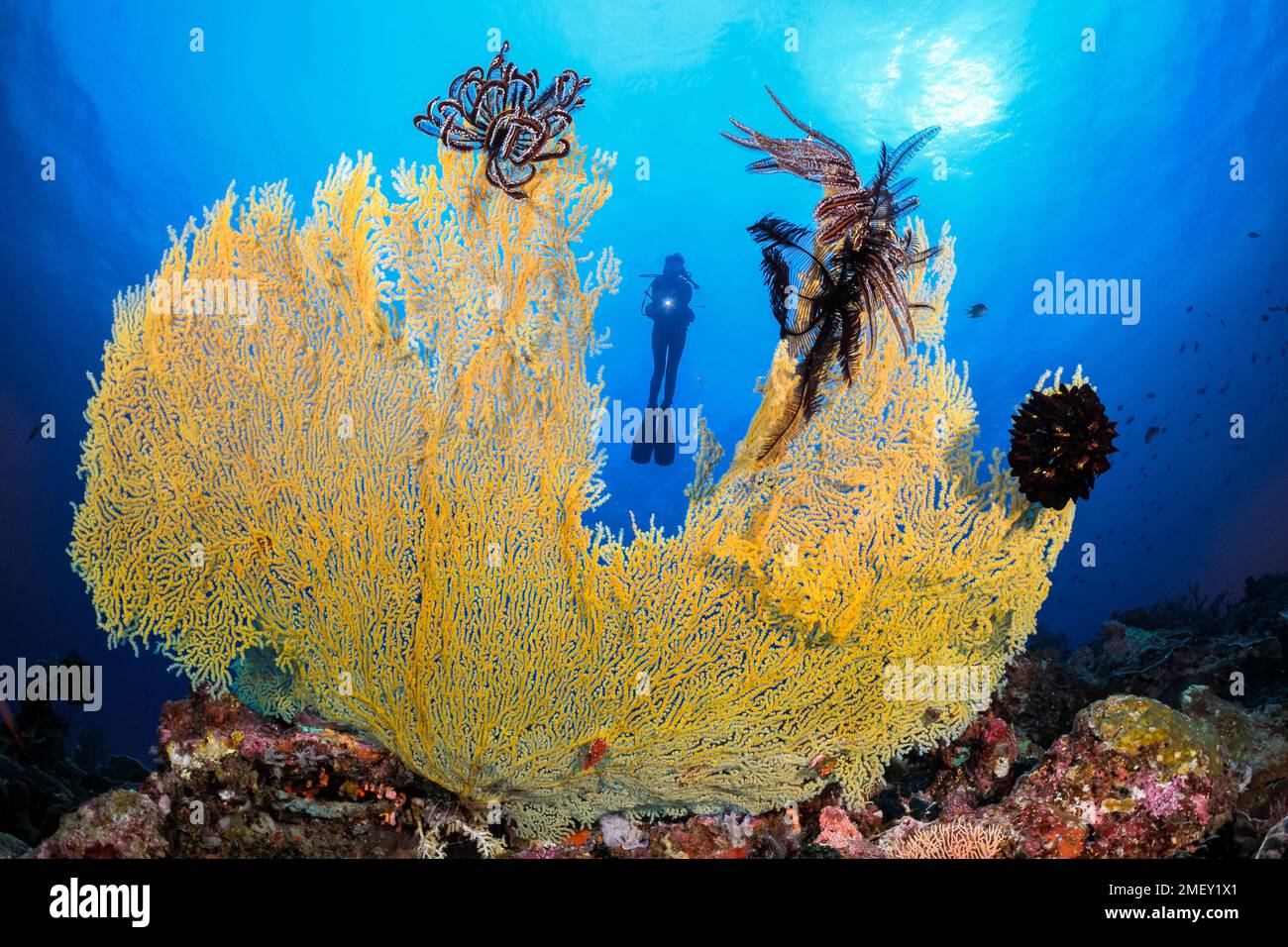 yellow gorgonian sea fan with diver, acanthogorgia breviflora, kei ...