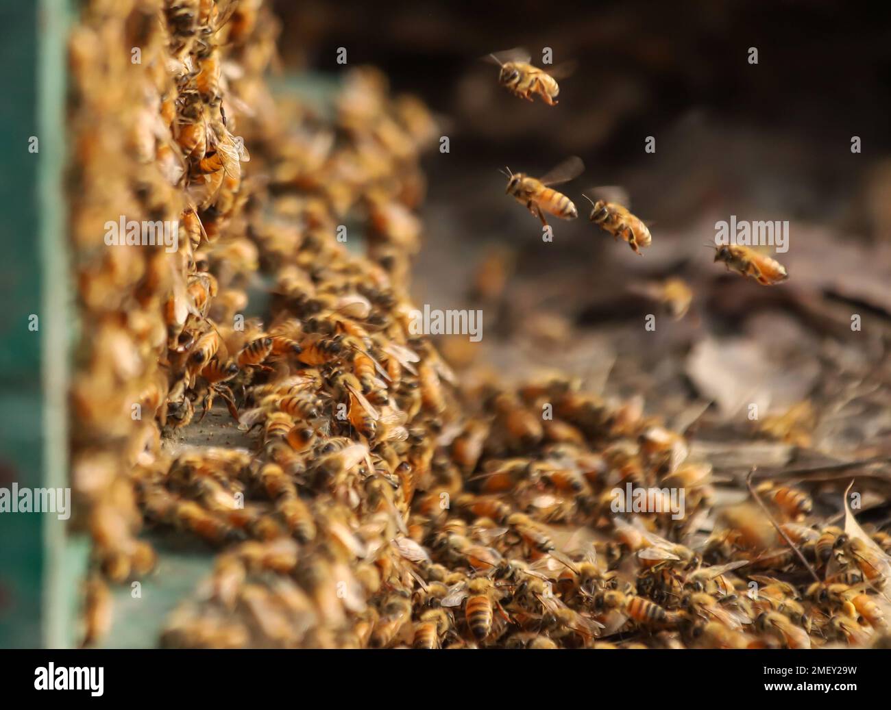 Indian honey bees hi-res stock photography and images - Alamy