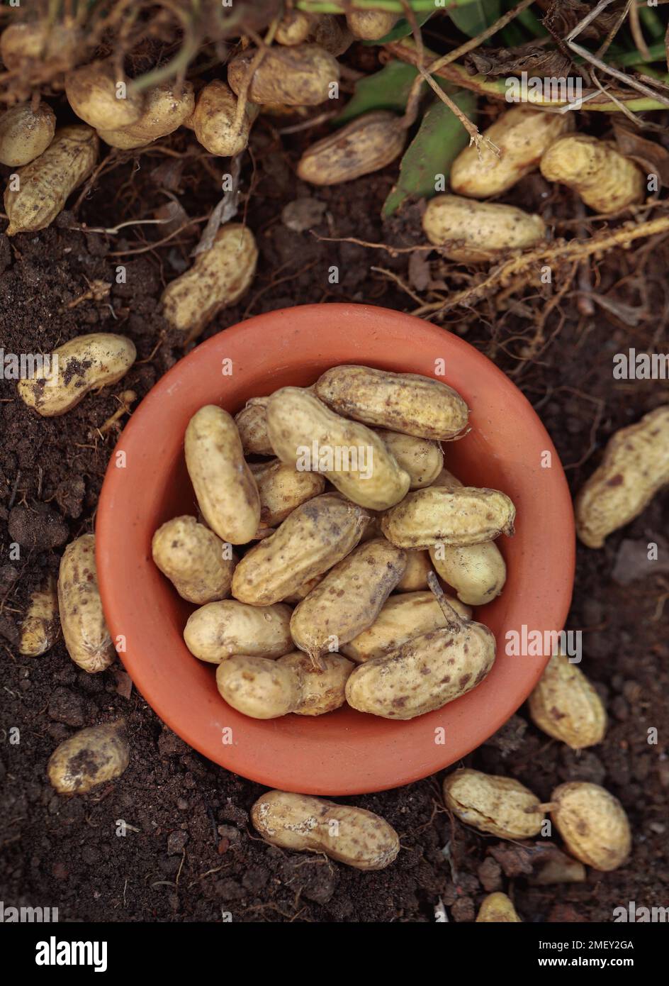 Freshly harvested peanut in a garden Stock Photo - Alamy