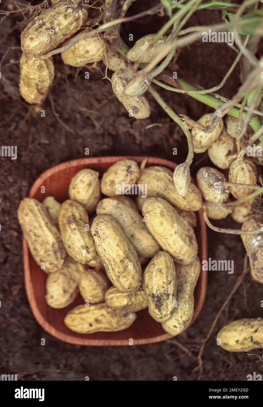 Freshly harvested peanut in a garden Stock Photo - Alamy