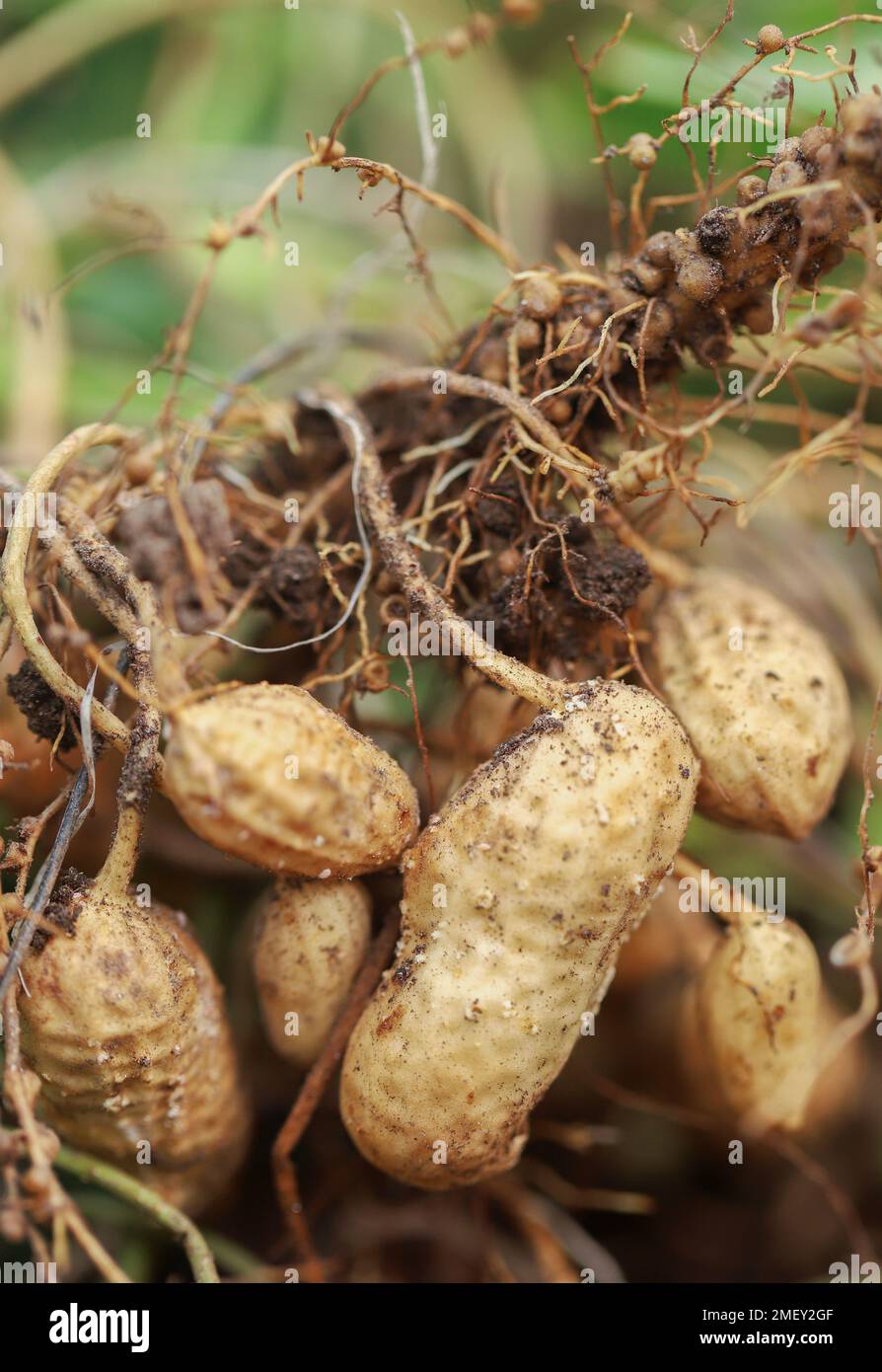 Freshly harvested peanut in a garden Stock Photo - Alamy