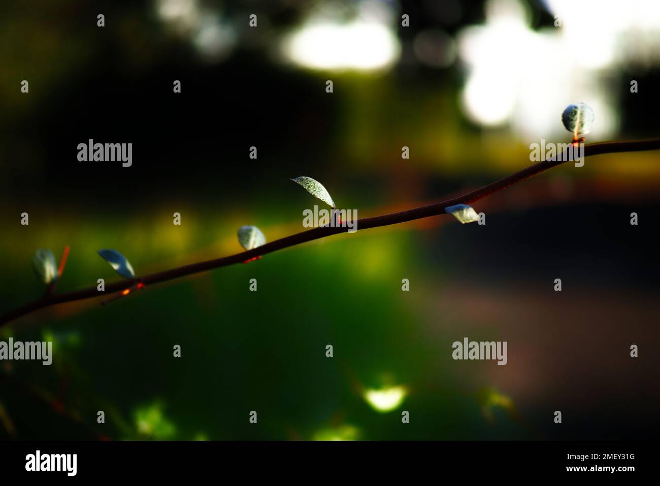 A closeup shot of tiny green leaves sprouting on a branch Stock Photo ...