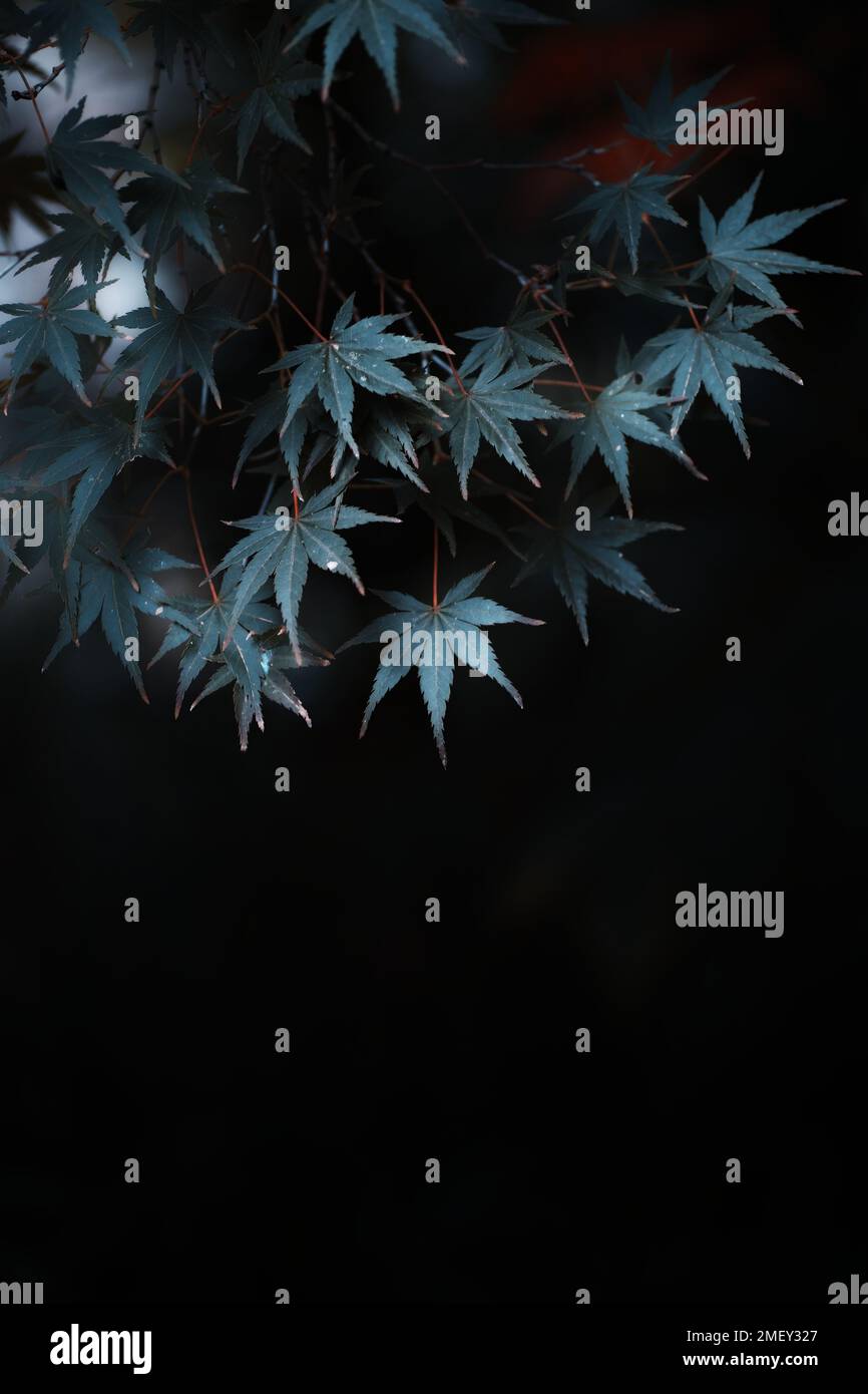 A vertical closeup shot of green leaves growing on a tree branch Stock ...