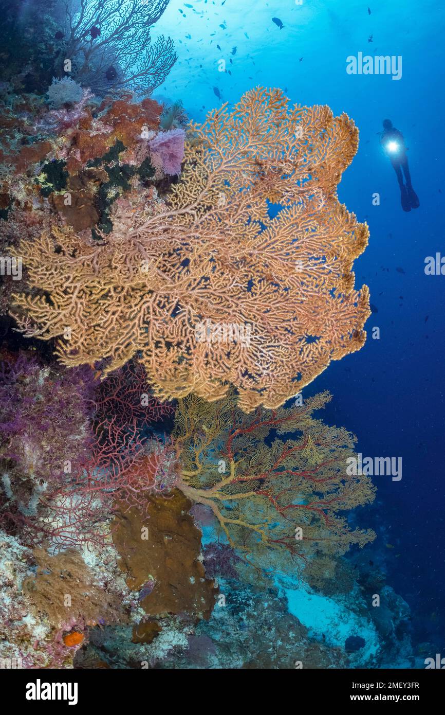 Giant gorgonian sea fan with diver, Gorgoniidae Alcyonacea, Tubbataha ...