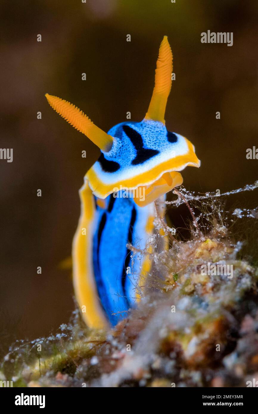 Anna's magnificent slug, Chromodoris annae, Romblon, Philippines, South ...
