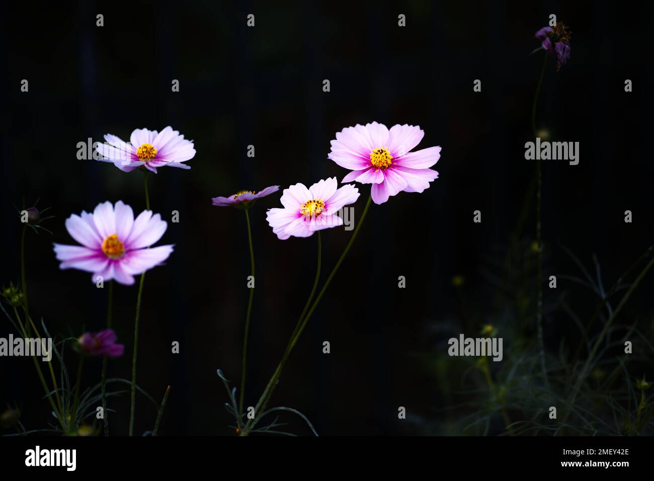 A closeup shot of blooming pink cosmos flowers in a garden Stock Photo ...