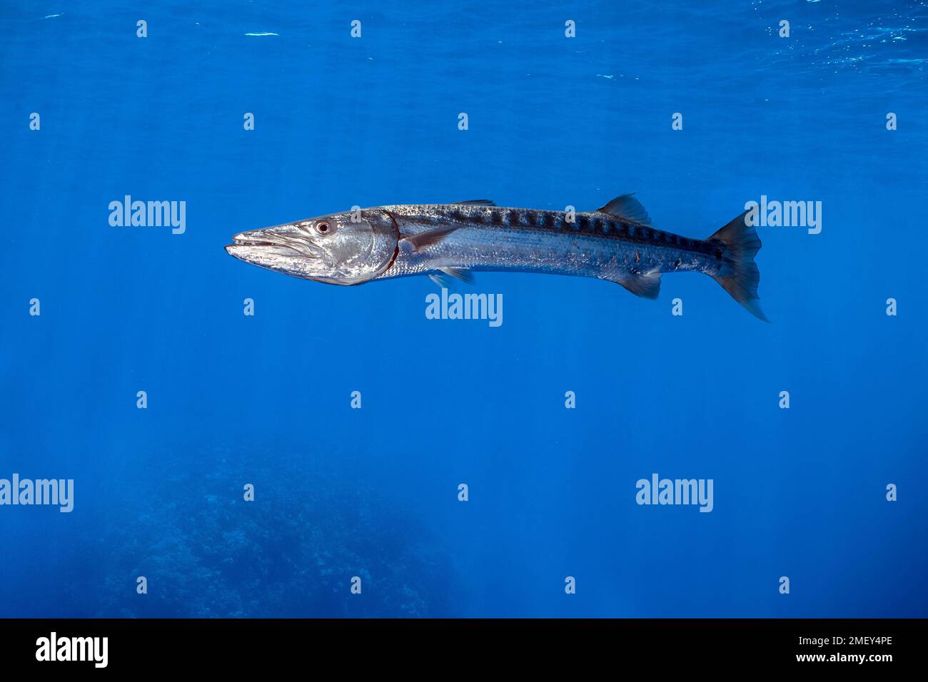 great barracuda, Sphyraena barracuda, Reef Top Habili Jaffer, Habili ...