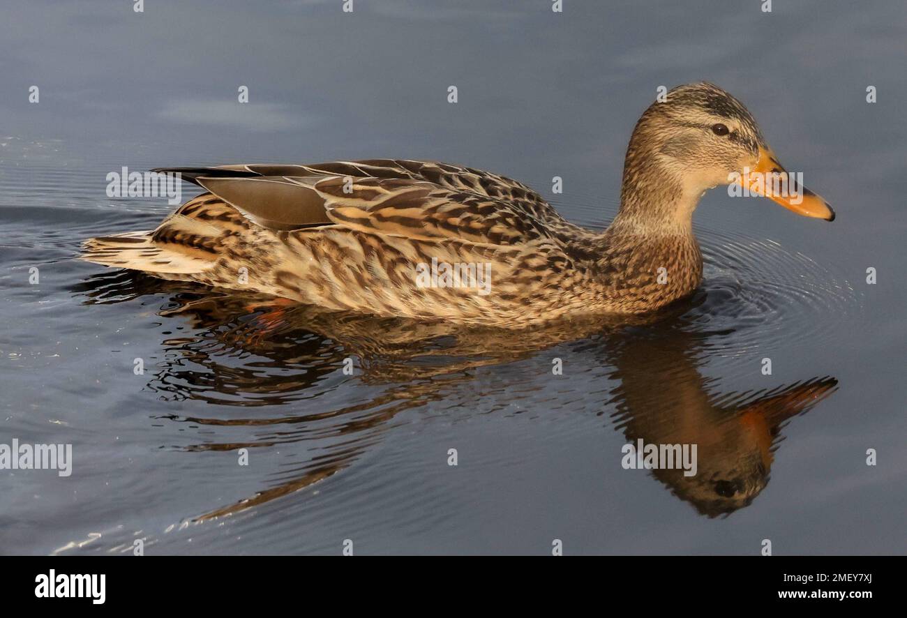 Uk mild winter 2023 hi-res stock photography and images - Alamy