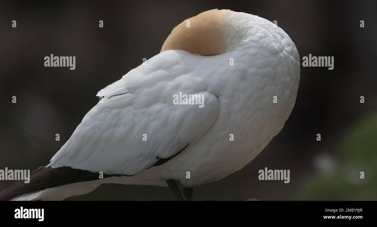 A closeup of a northern gannet (Morus bassanus) with its neck behind ...