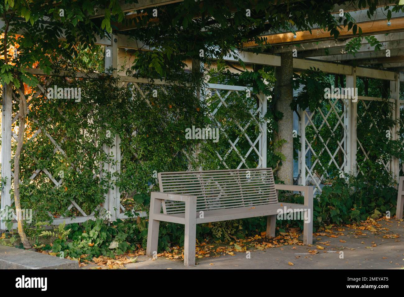 white park bench with stone wall and green leaves of the ivy in quiet ...