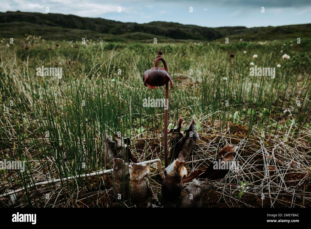 A shot of the arched iron flower in the green grass field Stock Photo ...