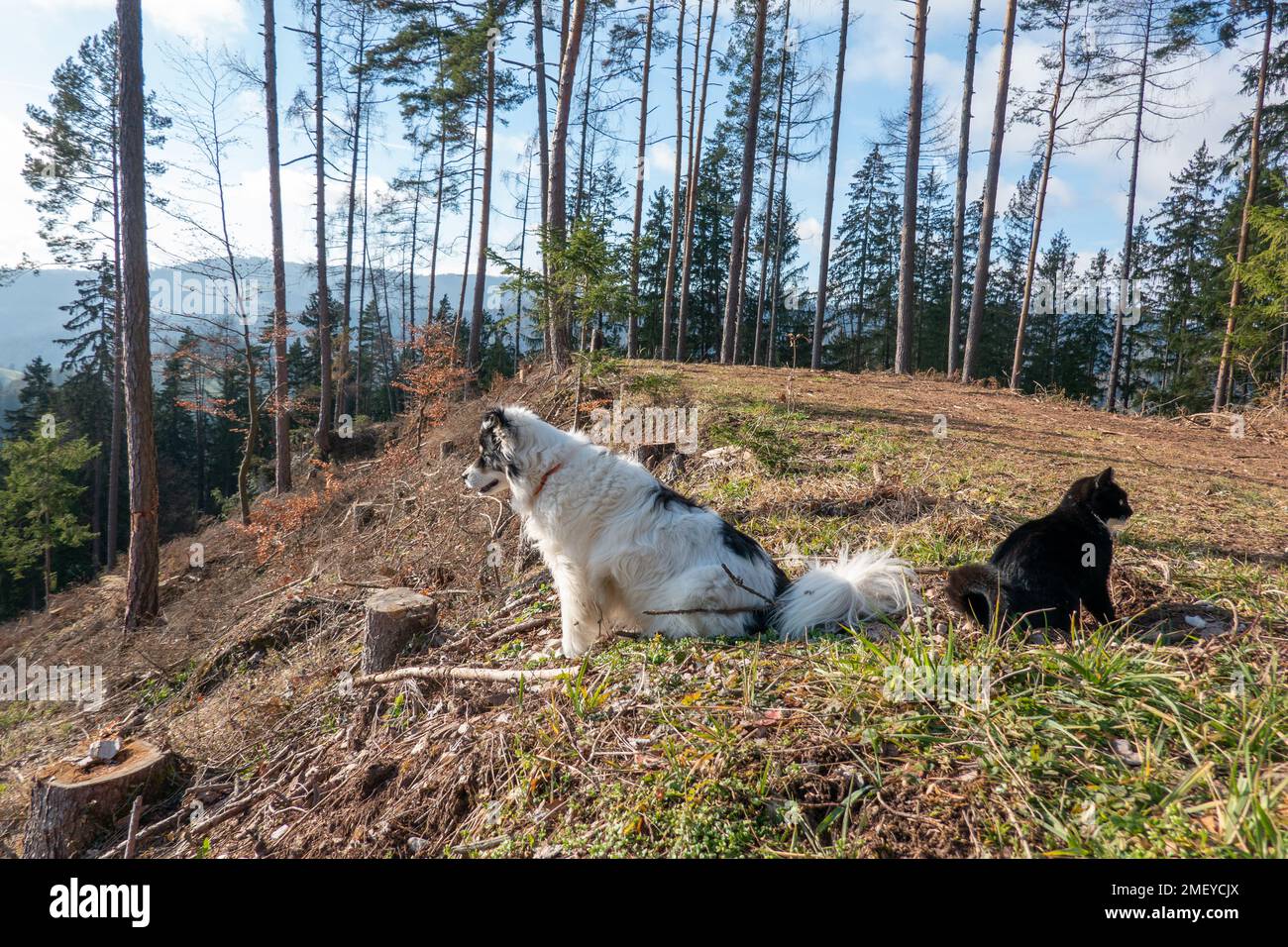 Dispute . Marriage crisis . Ehekrach . Ehekrise Stock Photo - Alamy