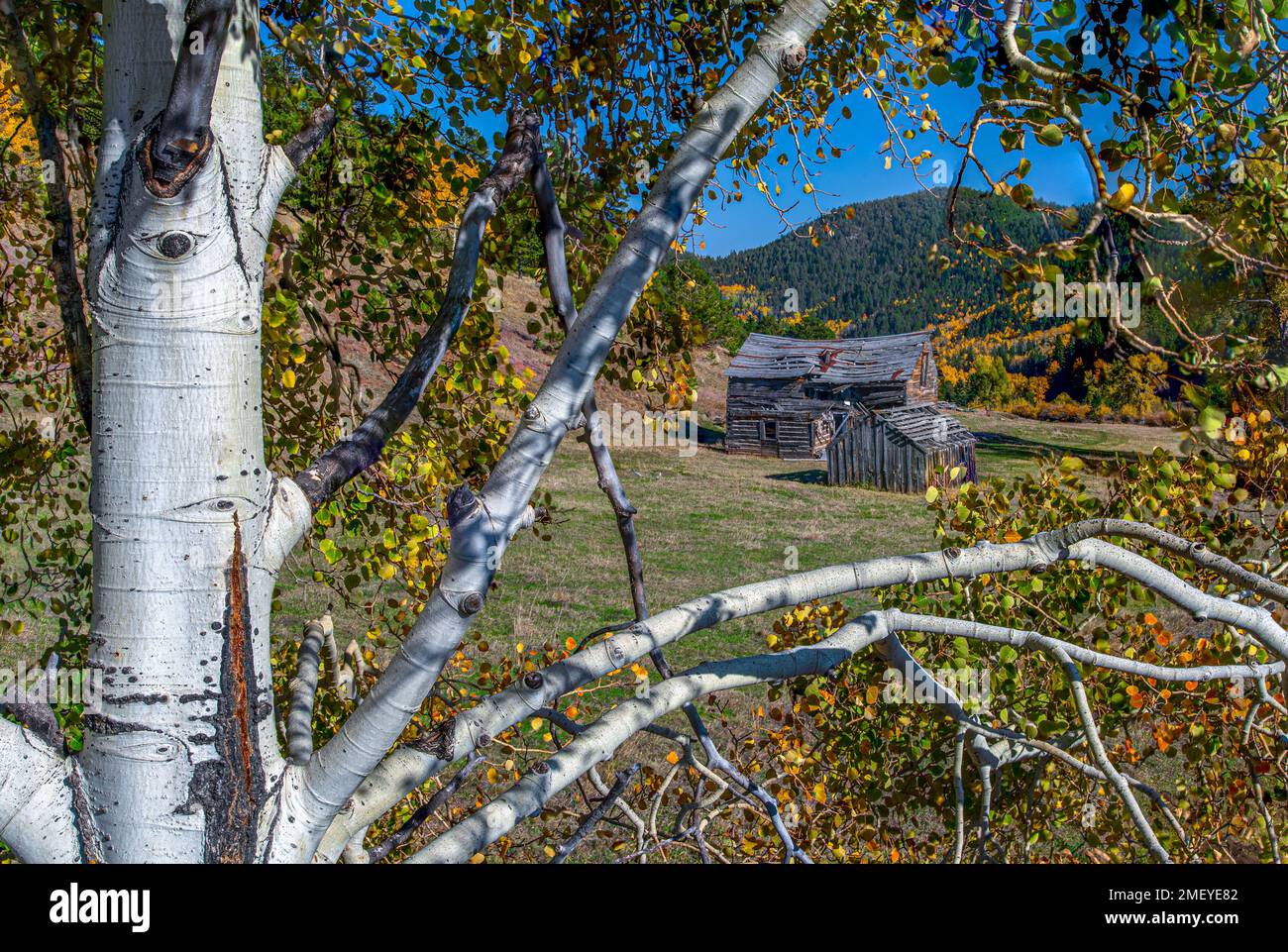 A fascinating old and historic ranch weathering away, framed nicely through the branches of an ...