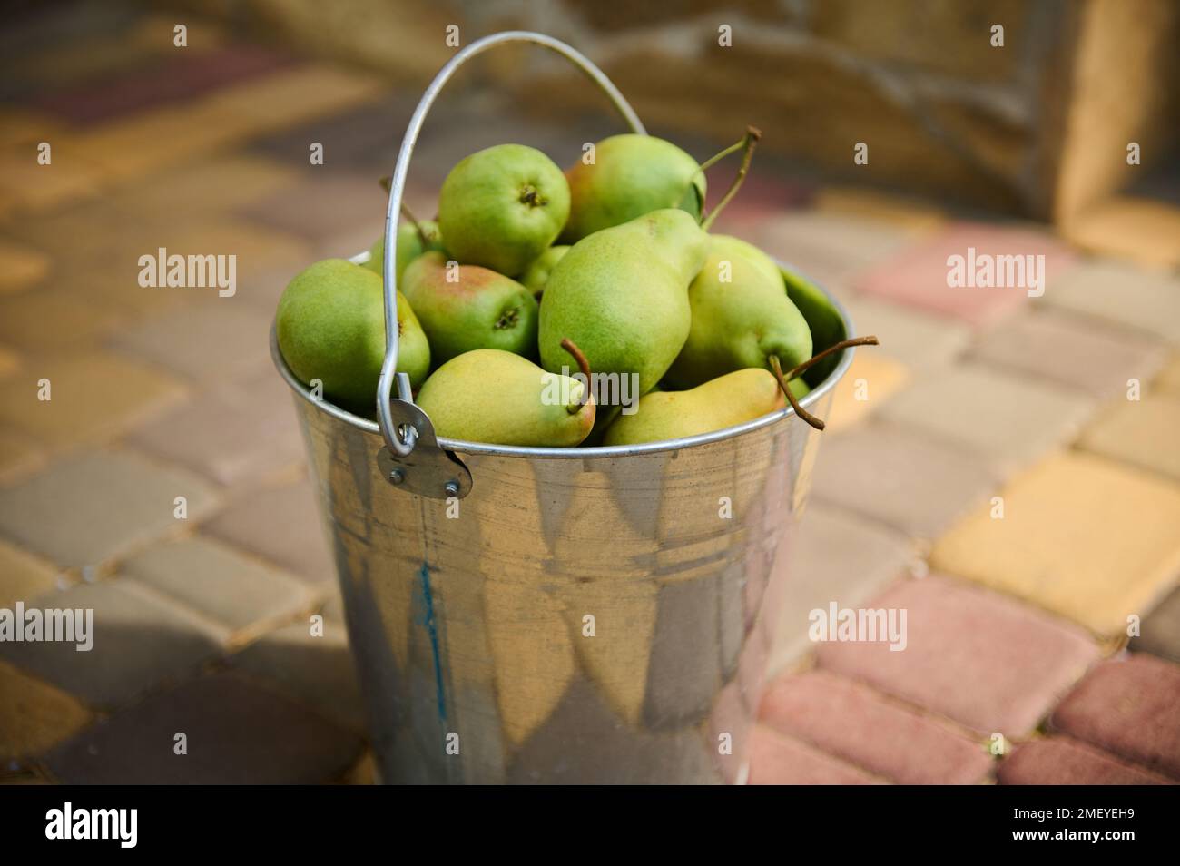 Close-up. Still life composition with freshly harvested ripe pears in ...