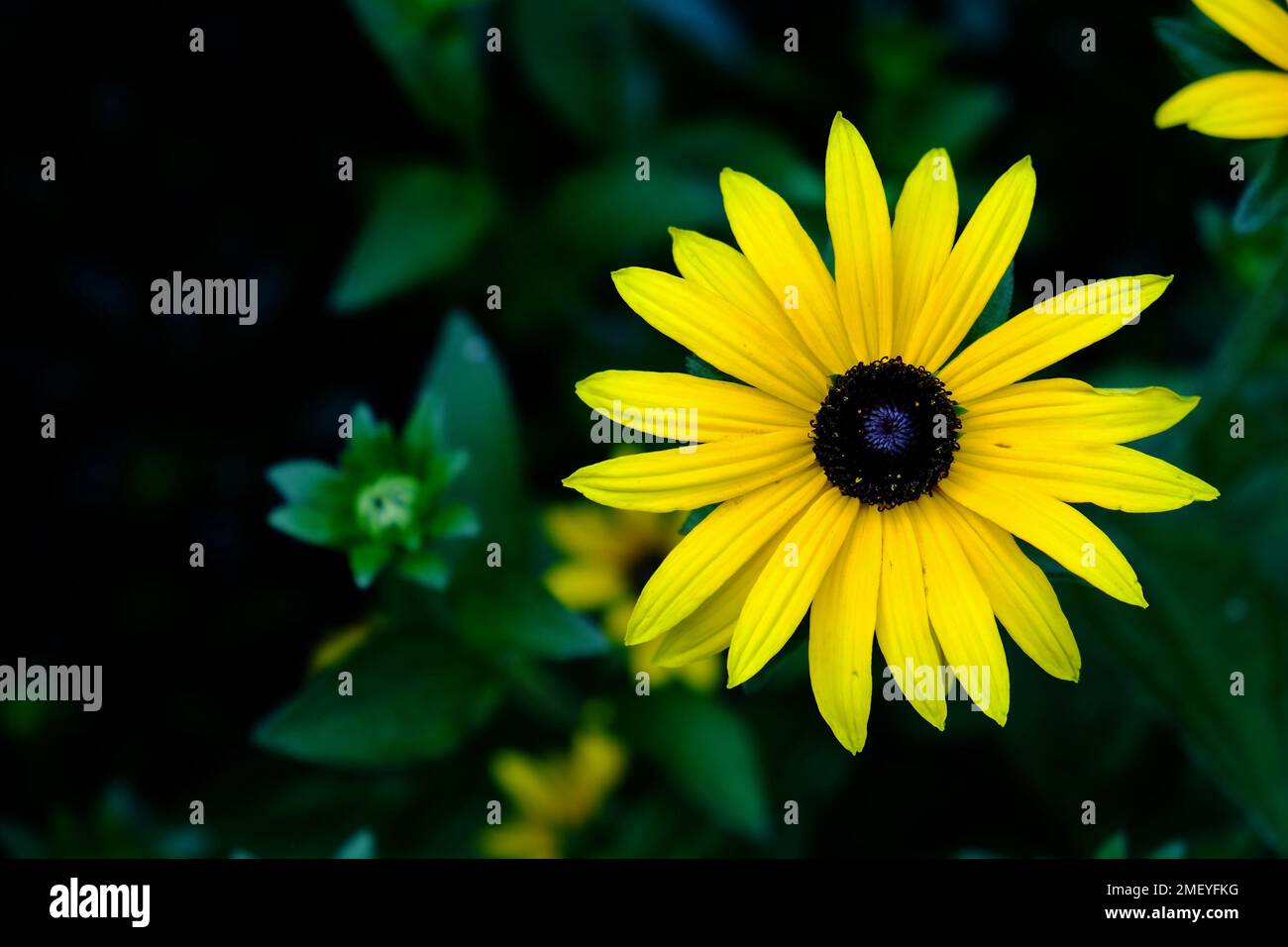 A closeup of a black-eyed Susan (Rudbeckia hirta) against blurred ...