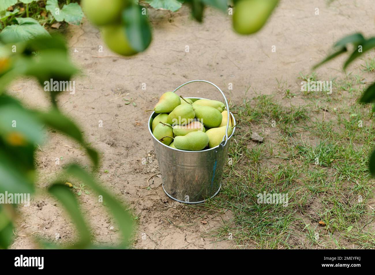 View through blurred foreground of hanging pears on branches to a metal ...