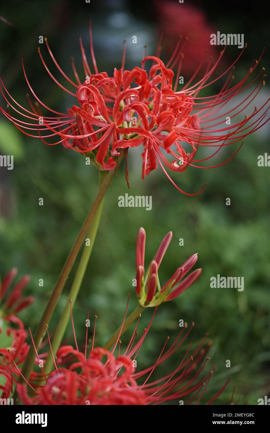 A vertical closeup shot of blooming red spider lily flowers in a garden ...