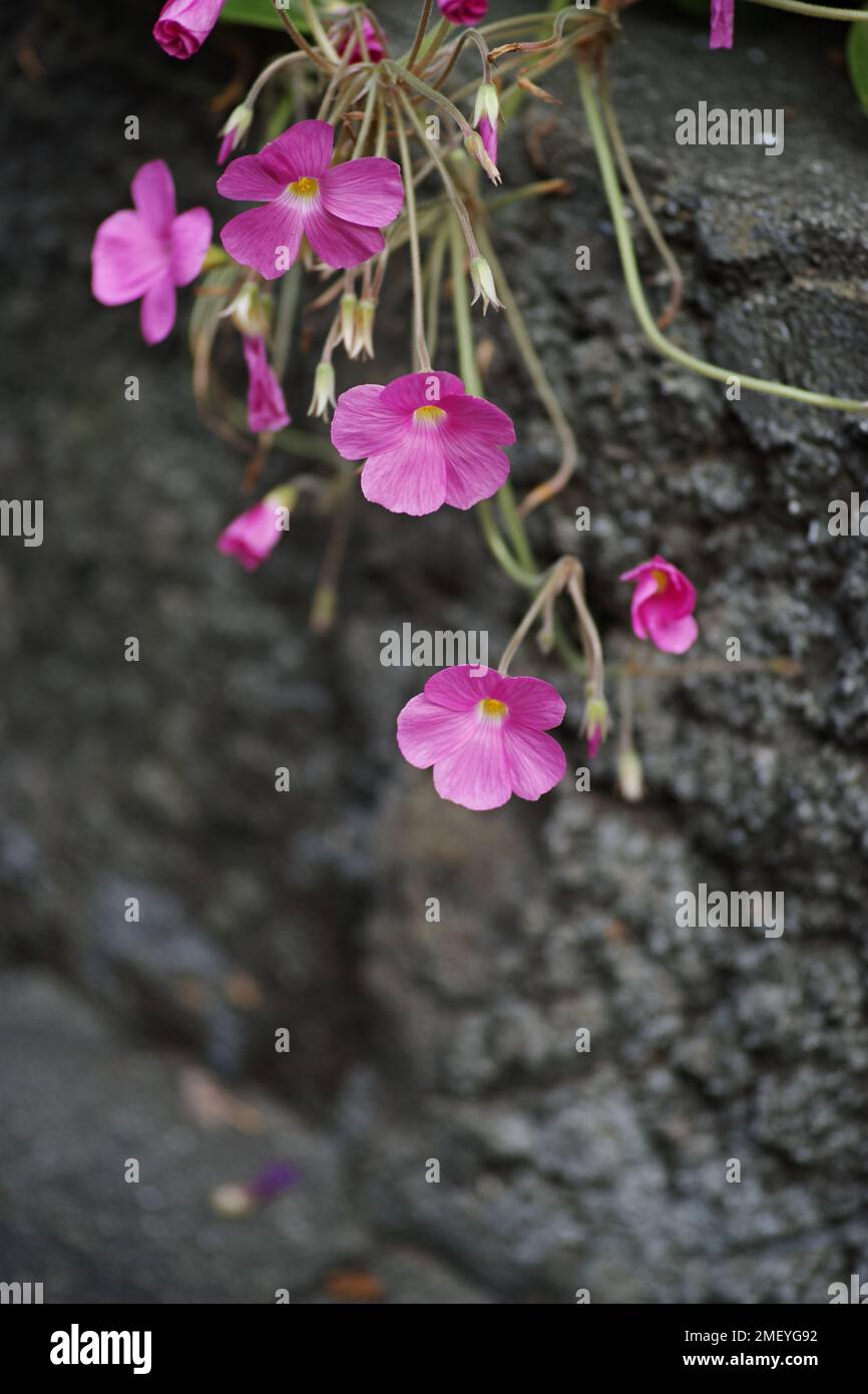 A vertical closeup shot of blooming light pink oxalis bowiei in a ...