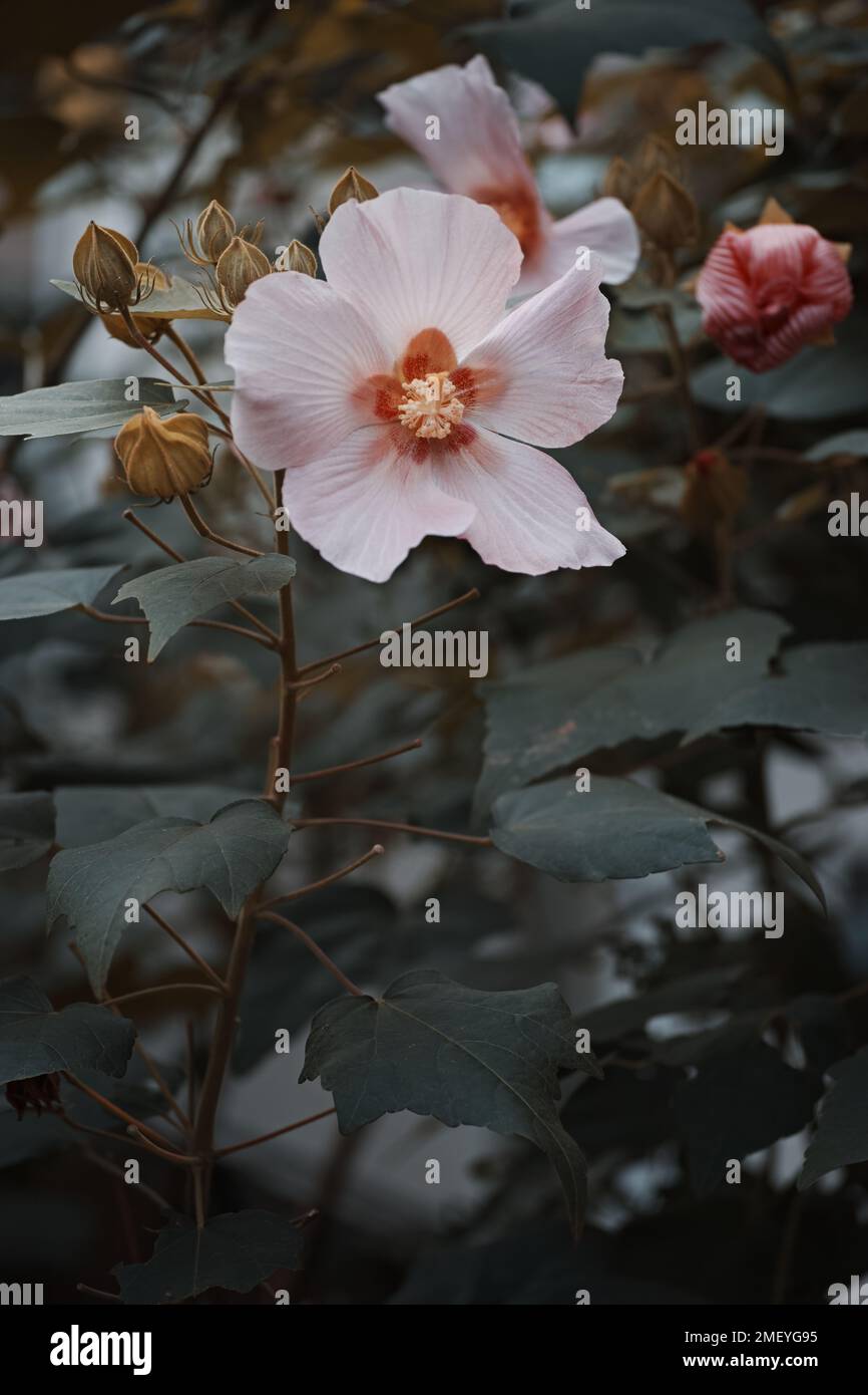 A vertical closeup shot of blooming light pink hibiscus in a garden ...
