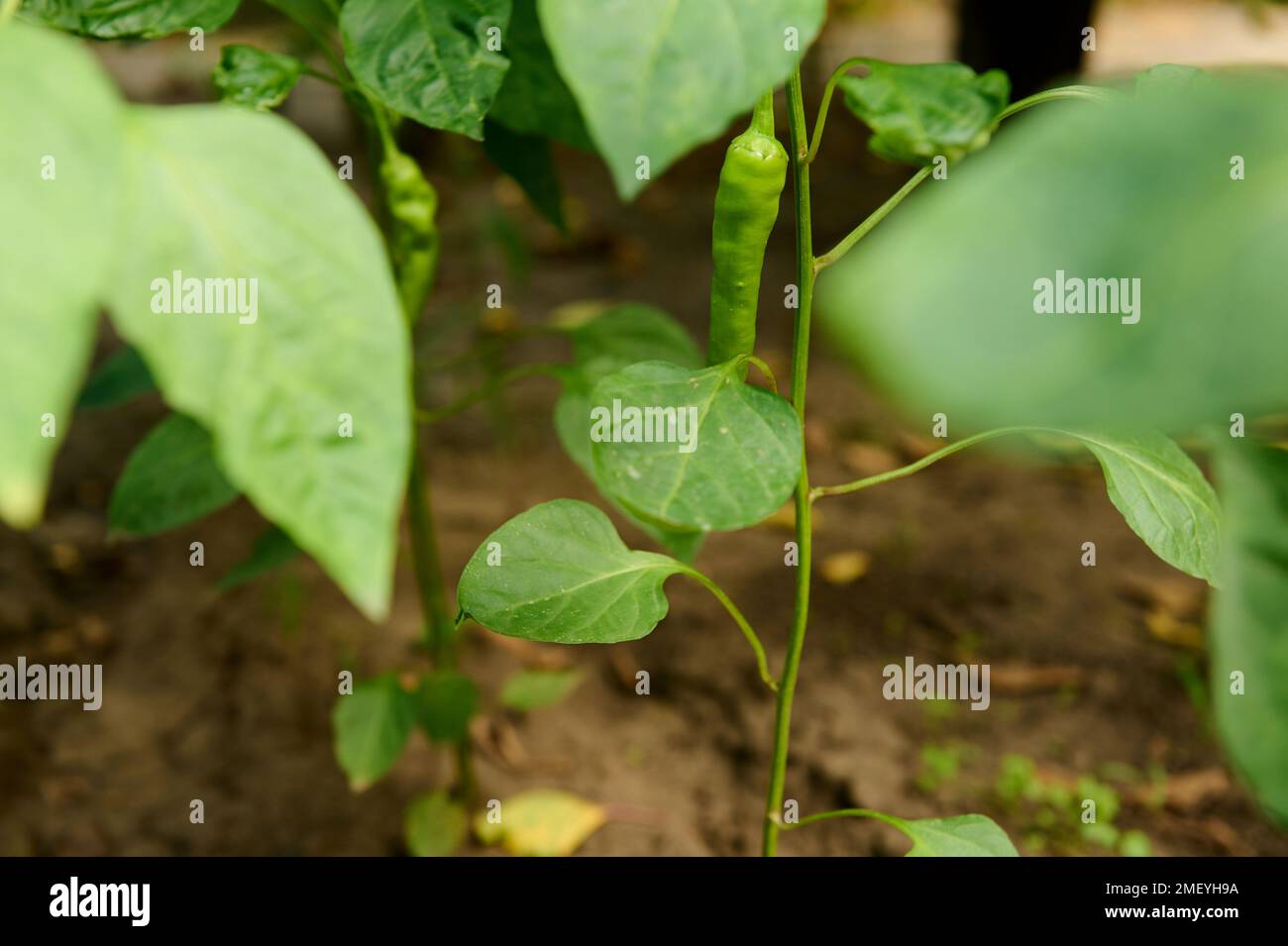 Close-up of a ripening green hot chili pepper growing on a branch in ...