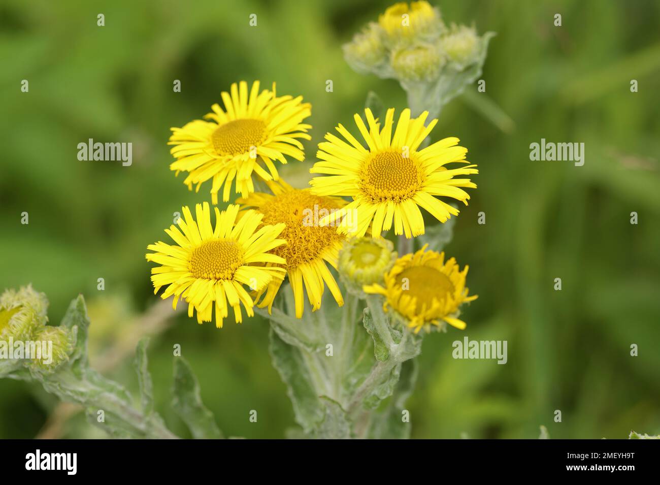 Natural closeupon a bright colored yellow meadow false fleabane ...