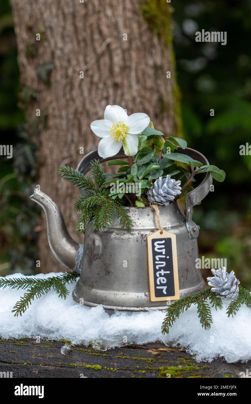 helleborus niger in vintage tea pot in winter garden Stock Photo - Alamy