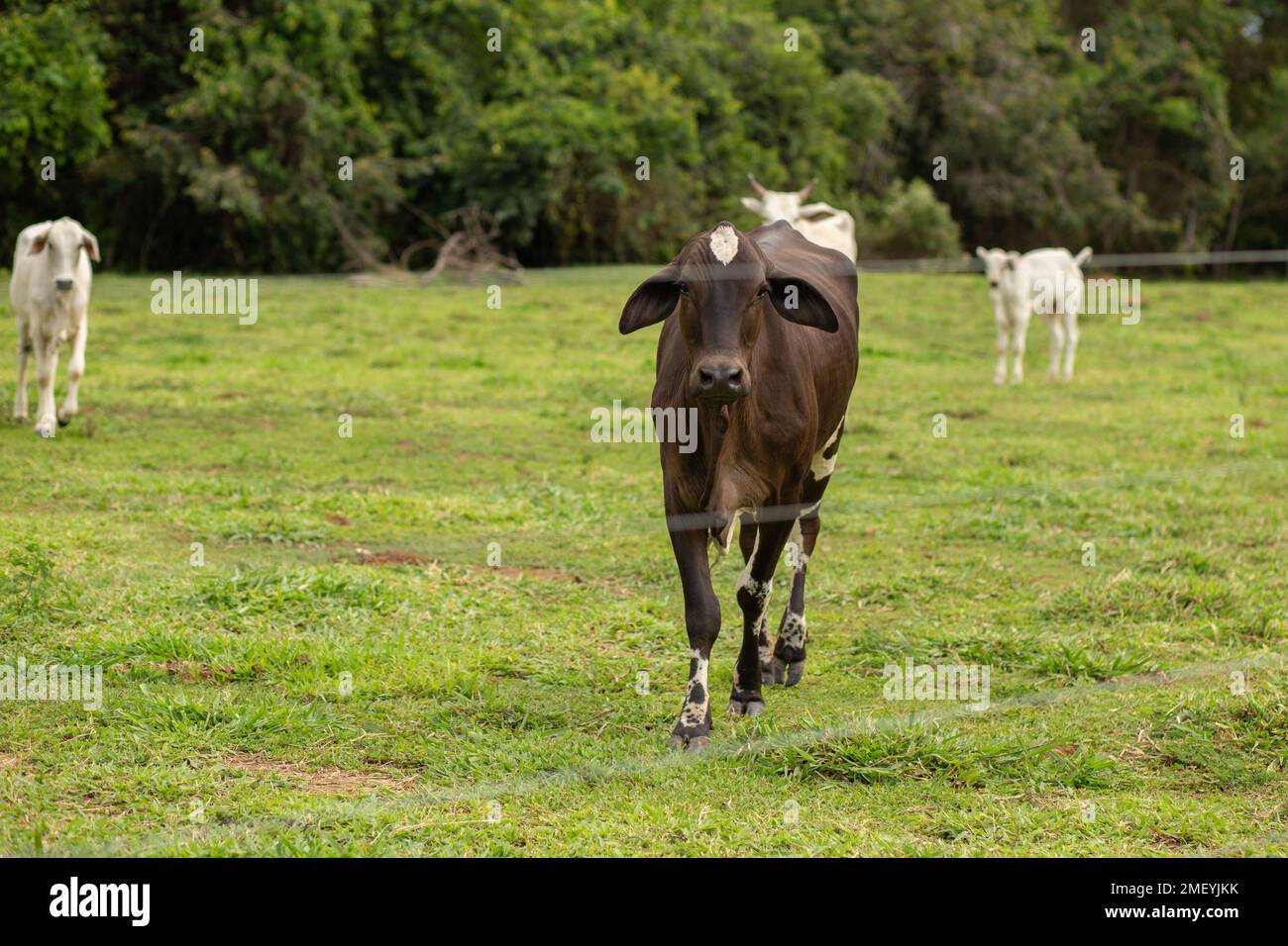 Cezarina, Goiás, Brazil – January 23, 2023: A brown cow in the middle ...