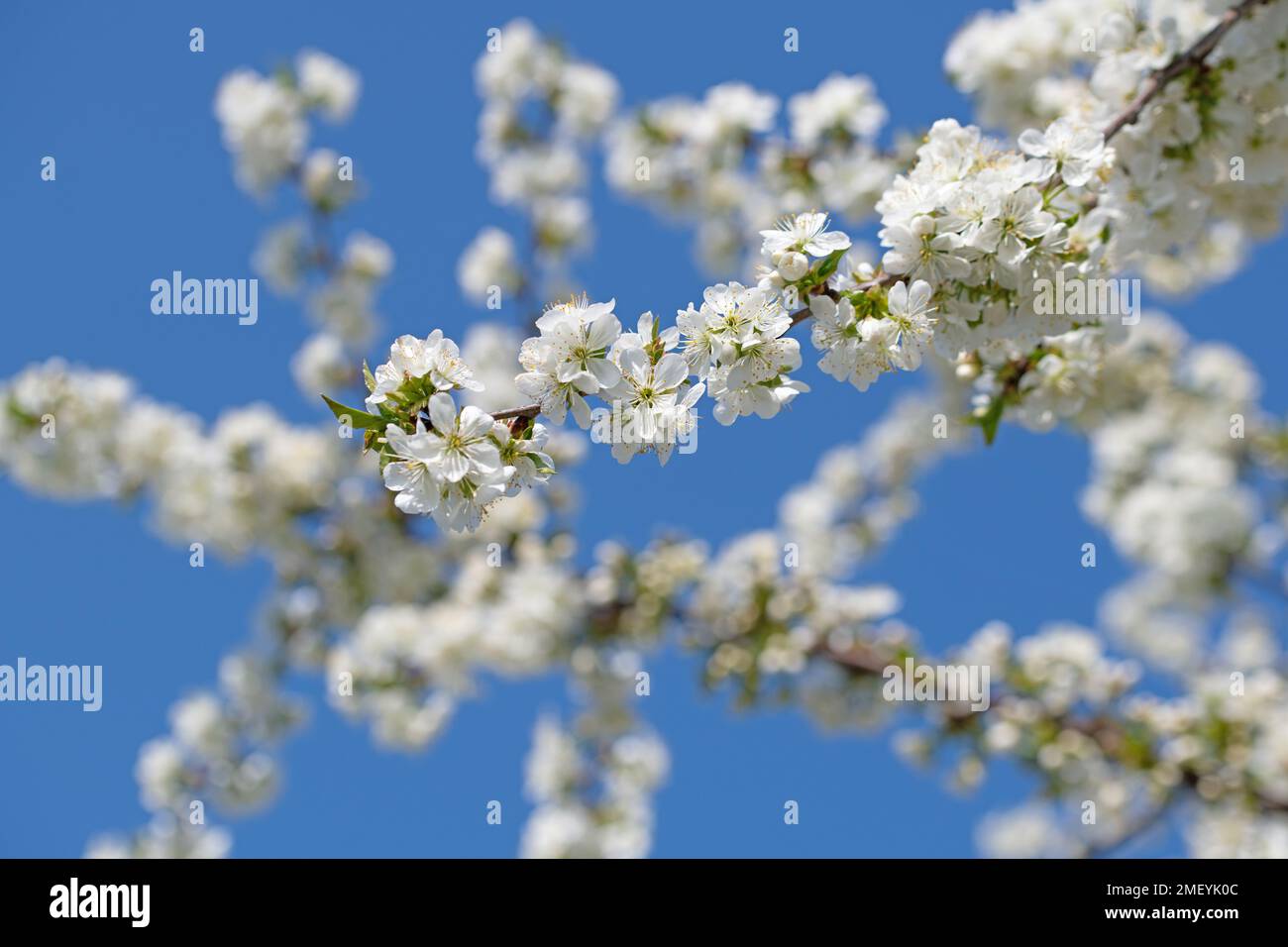 Flowering cherry tree, Prunus avium, in spring Stock Photo - Alamy